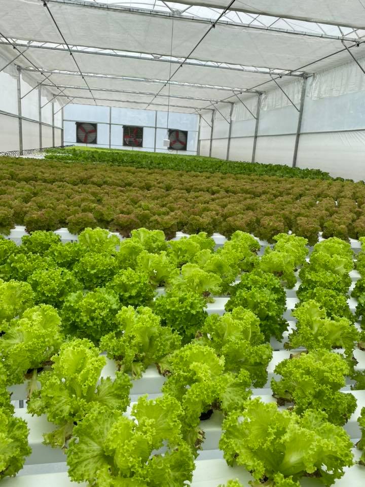 LKE Hydroponic Farm: Growing Green In An Innovative Way