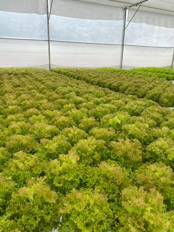 LKE Hydroponic Farm: Growing Green In An Innovative Way