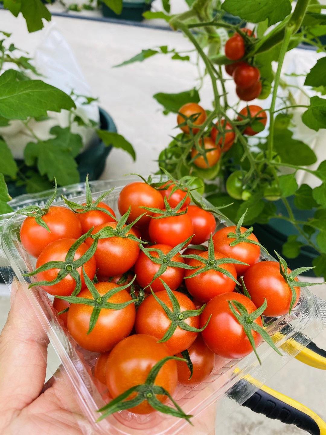 LKE Hydroponic Farm: Growing Green In An Innovative Way