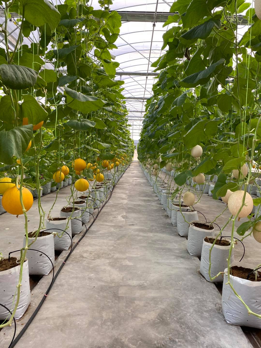 LKE Hydroponic Farm: Growing Green In An Innovative Way