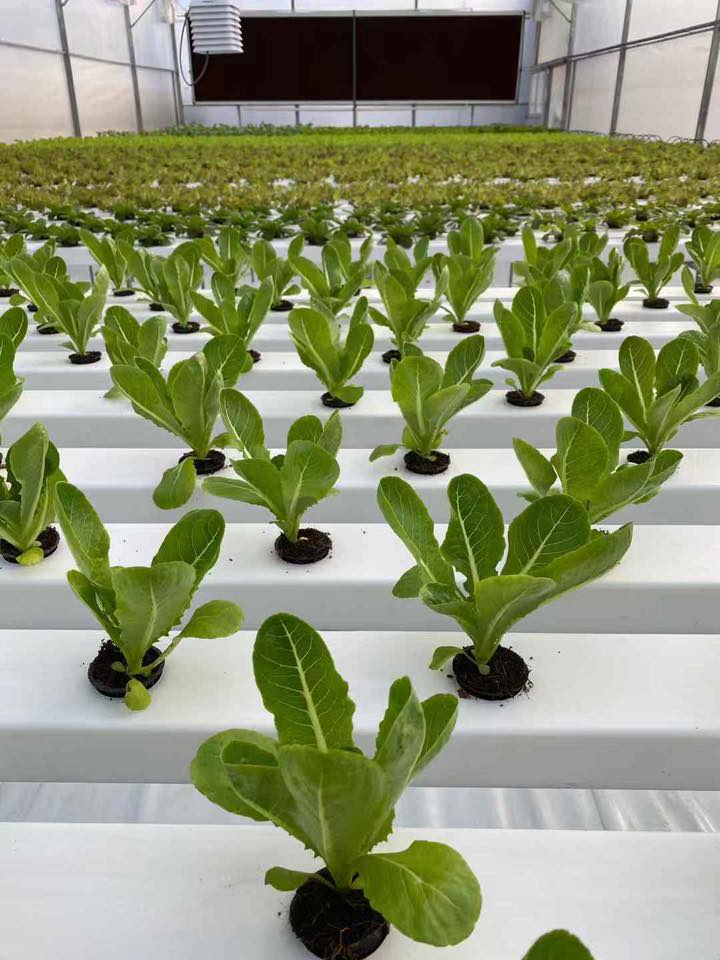 LKE Hydroponic Farm: Growing Green In An Innovative Way